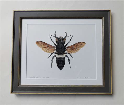 Framed Original Artwork Megachile Pluto Wallaces Giant Bee Carim Nahaboo Artwork