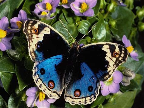 [500 ] Butterfly Pictures
