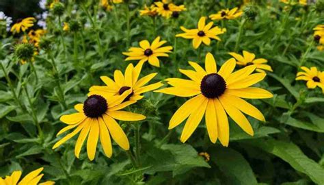 Maryland State Flower Black Eyed Susan Meaning And Symbolism