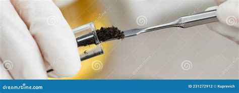 Researcher Takes Study Of The Soil In Laboratory Stock Photo Image Of Agriculture Geology