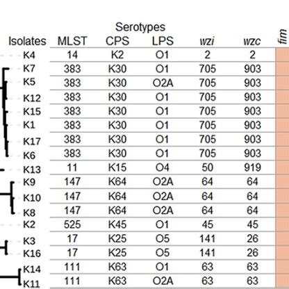 Illustration Of The Multilocus Sequence Typing MLST Capsule Download Scientific Diagram