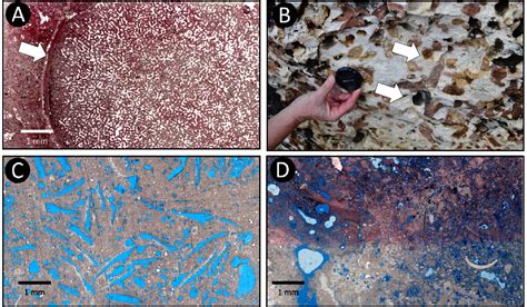 Figure 9 From Controls On Neogene Carbonate Facies And Stratigraphic Architecture Of An Isolated