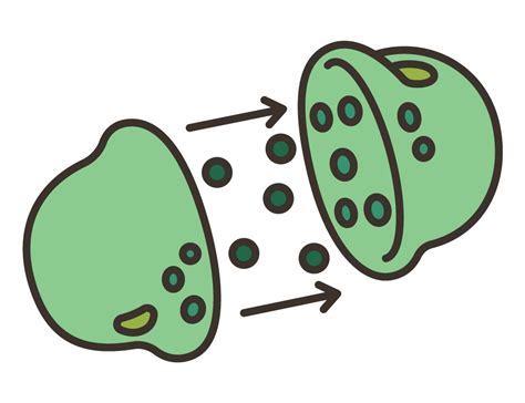 How Thc Gets You High The Endocannabinoid System Explained — Hashtag