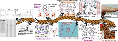 Timeline Overview Of Some Notable Developments In Mussel Foot Protein Download Scientific