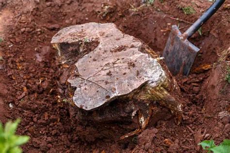 Proven Ways To Kill Tree Stumps Gardenia Organic