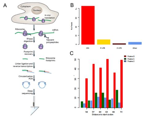 6 3 Ribo Seq Bioinformatics Tutorial Basic