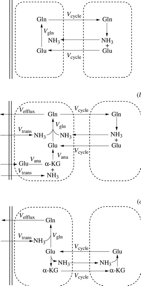 Schematic Representations Of The Glutamate Glutamine Cycle Between Download Scientific Diagram