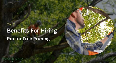 Why Hire A Pro For Tree Pruning Top 7 Benefits Explained Panorama Tree Care
