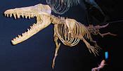 Transitional Fossil Wikipedia