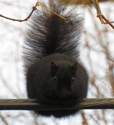Squirrel On A Wire Scrolller