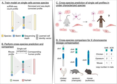 Cross Species Imputation And Comparison Of Single Cell Transcriptomic