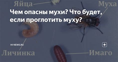 Чем опасны мухи Что будет если проглотить муху Hi Дзен