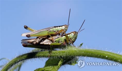 가을들녘에 나온 메뚜기 연합뉴스