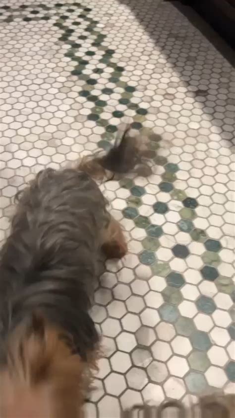 Eevee Playing With Her Mom R Yorkies