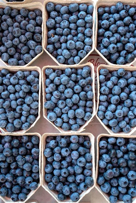 건강한 건강한 생활 건강한 식생활 계절 과일 과즙이 많은 노화 방지제 농작물 막대기 먹을 수 있는 무더기 바구니 베리 시즌 베리류 블루 블루베리