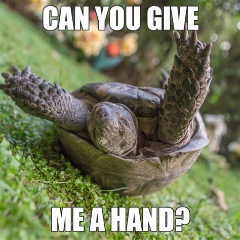 11 Funny Turtle Memes That Will Make You Smile
