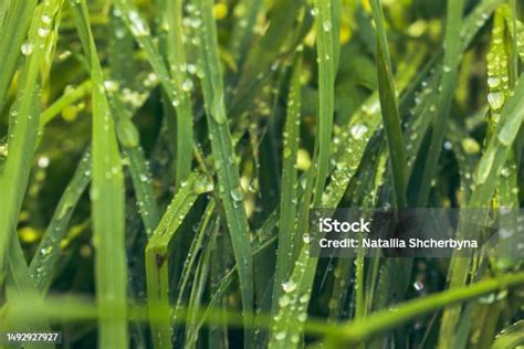 이슬이 맺힌 밝은 잔디 빗방울이 있는 푸른 잔디 여름 자연 봄 배경입니다 신선한 녹지 순도 개념입니다 환경 배경입니다 잔디와 물방울이 있는 잔디밭 닫습니다 0명에 대한 스톡