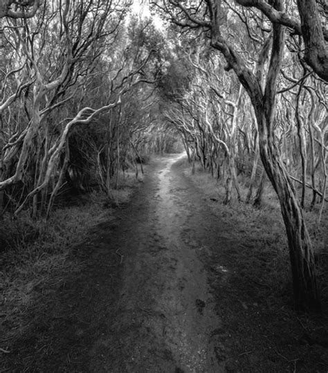 Tree Tunnel Eagles Nest Fine Art Gallery Tree Tunnel Eagles Nest Fine Art Gallery