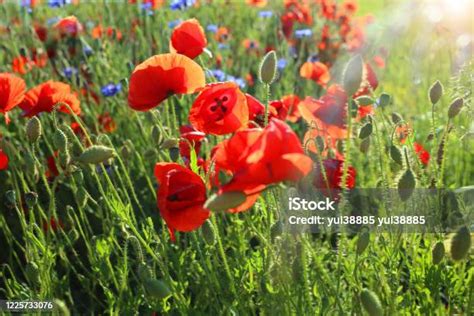 양귀비와 옥수수 꽃 밝은 태양의 광선에 여름 야생화 잔디에 파란색과 붉은 꽃입니다 여름 꽃 밝은 여름 배경입니다 0명에 대한 스톡 사진 및 기타 이미지 Istock
