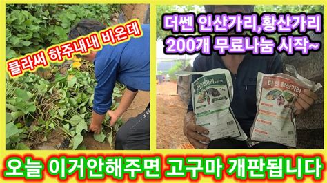 고구마 오늘이거 안해주면 개판됨 고구마 줄기억제제 200개 무료나눔 더쎈 인산가리황산가리 고구마순줄기성장억제제 Youtube