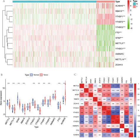 m6a related genes differential analysis and correlation analysis plots