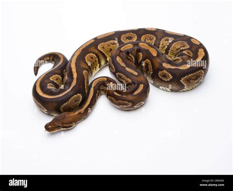 Python Snake Breeding Hi Res Stock Photography And Images Alamy