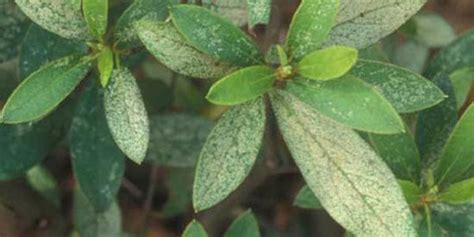 Azalea Diseases