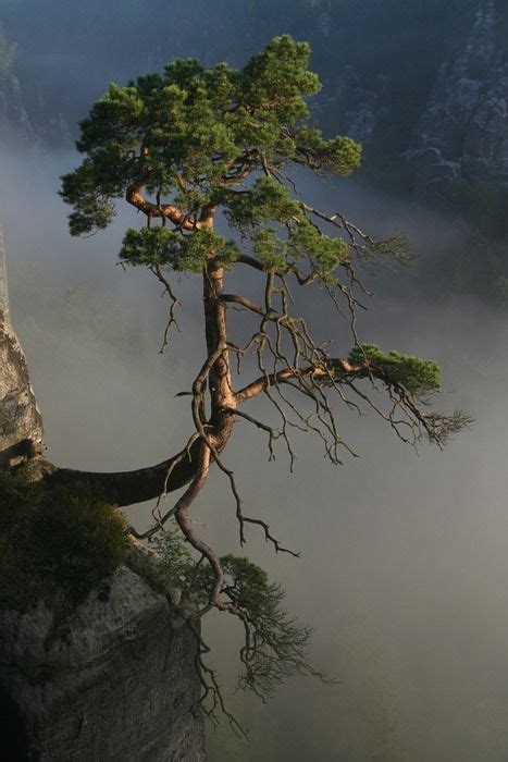 Best Trees Growing Out Of Rocks Images On Pinterest Beautiful Places Mother Nature And
