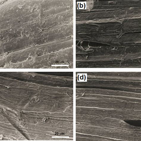 Scanning Electron Microphotographs Of A Untreated B Download