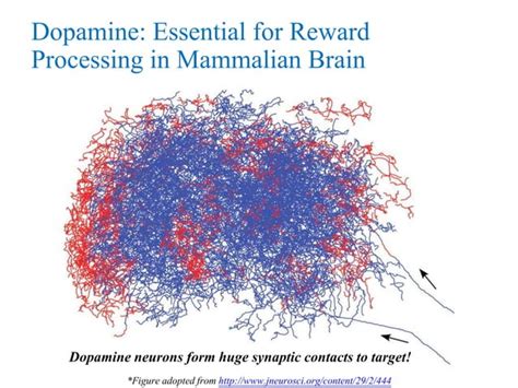 introduction to spiking neural networks from a computational
