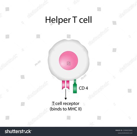 Helper T Cells Diagram