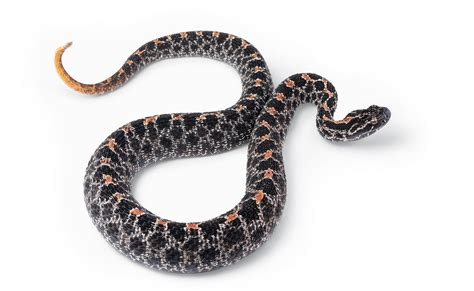 ჩინური კულტურა და არამარტო