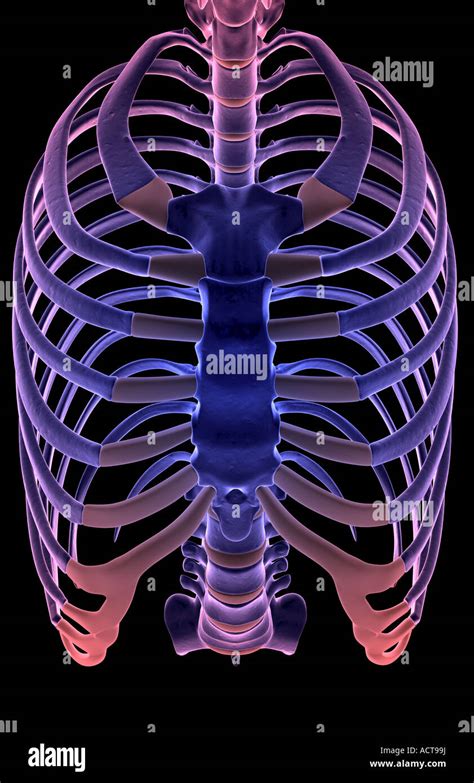 Xiphoid Process Stock Photos Xiphoid Process Stock Images Alamy