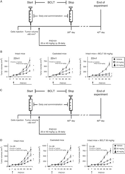 A In Vivo Schematic Representation Of The Treatments In 22rv1 Cell Download Scientific
