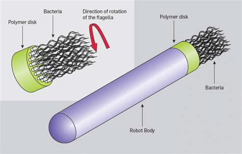 Nanorobotics With Their Components Download Scientific Diagram