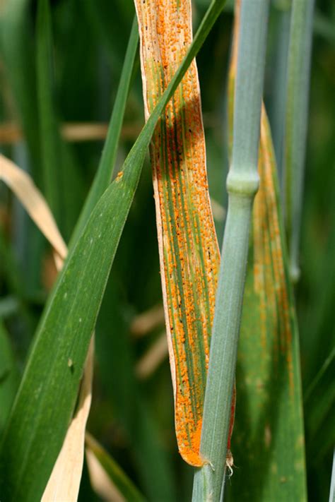 Stripe Rust Yellow Rust Of Wheat Caes Field Report