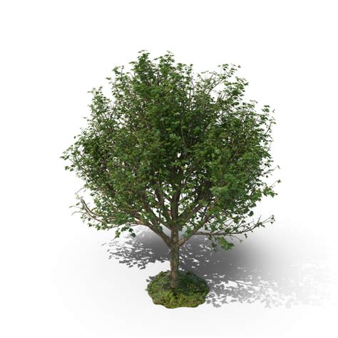 Tree Png Images Psds For Download Pixelsquid S C