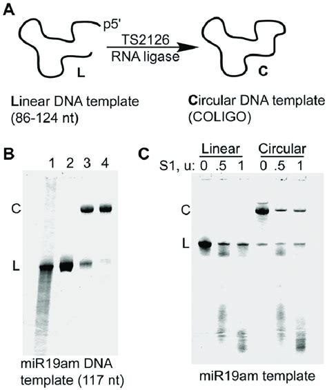 Circularization Of Dna Templates Coligos For Rolling Circle