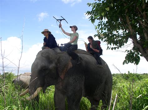 Using Radio Telemetry In The Field Limpkins Blog