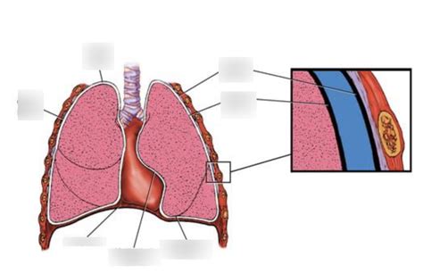 Lung Diagram Diagram Quizlet