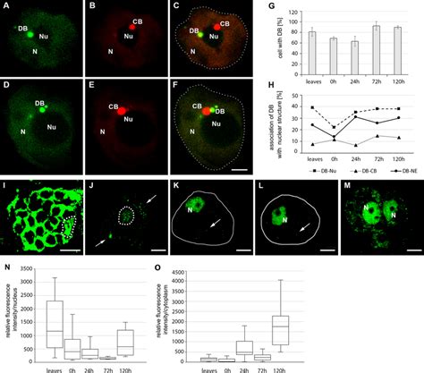 Quantity And Distribution Of D Bodies And Ago1 Localization Of