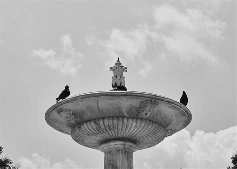 Minimalist Pidgeons In Havana R Photographie