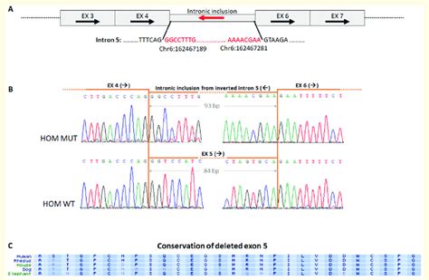 Characterization Of The Prkn Inversion At The Rna Level A Schematic Download Scientific