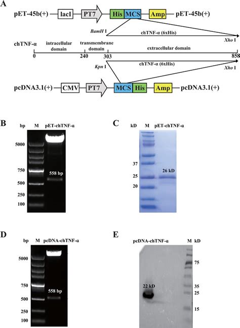 The Construction Of Prokaryotic And Eukaryotic Recombinant Vectors