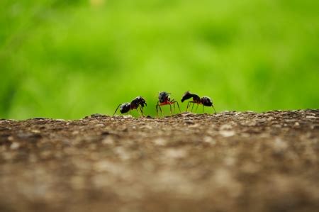 Photo Of Three Ant ID Royalty Free Image Stocklib