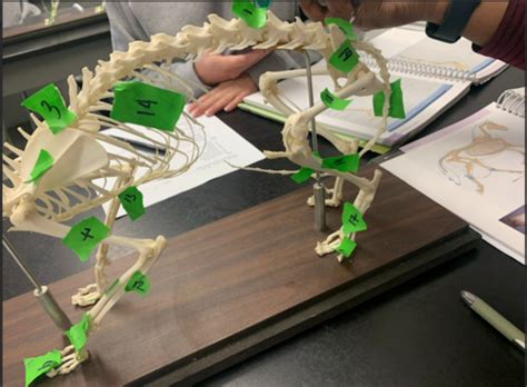 Skeleton Lab Flashcards Quizlet