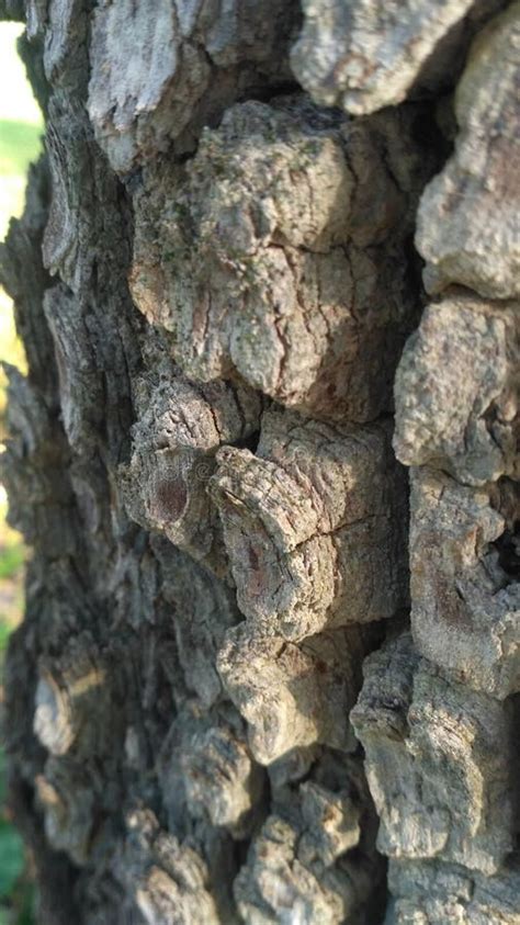 Stem Of Tree Stock Image Image Of Popular Colour Forest 153858171