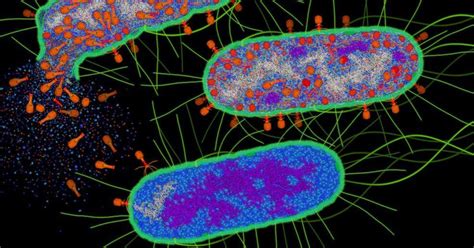 항생제 내성 대안 ‘박테리오파지호흡기 부작용 확인