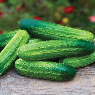 Pick A Bushel Cucumber Plant Schaefer Greenhouses