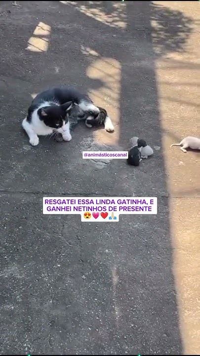 Gatinha Linda Adotada Tem Filhotes Lindos 😍 Adote Cat Gato Resgate